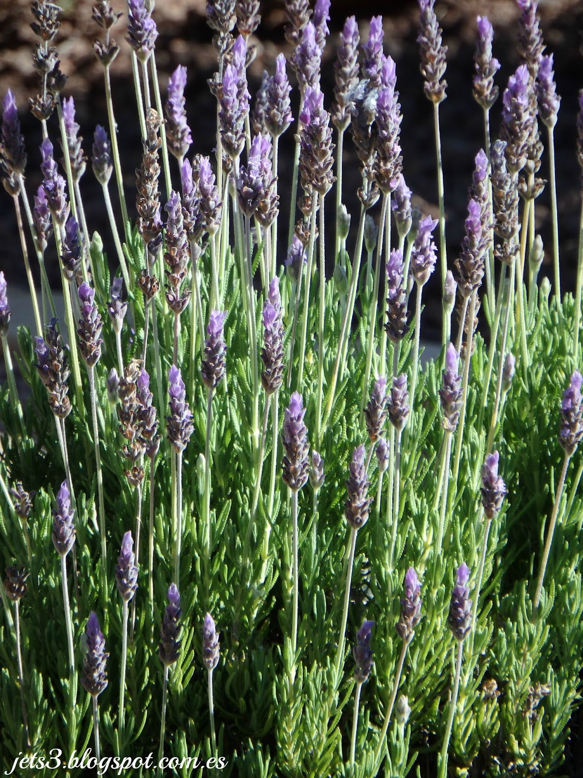 Lavandula Dentata (Lavanda dentada, Alhucema, Lavanda etc.)