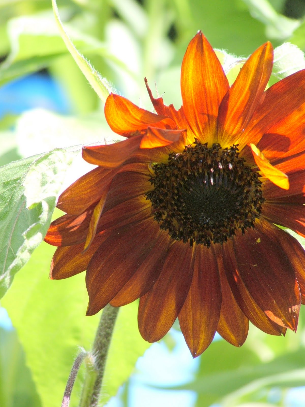 God's Growing Garden: Sunflowers - Autumn Beauty