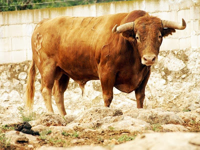 FIESTAS JULIO 2013 MONCÓFAR (CASTELLÓN) ~ FECARTOROS