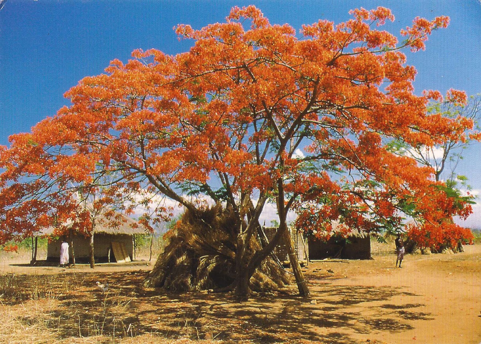 Flame Tree | Malawi ~ A Journey of Postcards