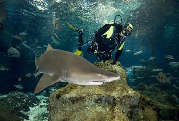 The Spanish Touch - private tours in Spain: Spend a night with Sharks ...
