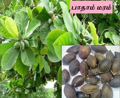 Trees- Banyan, Arasan, Bamboo, Jack, Nochi, Karuvel, Kodukka, Tamrid, neem