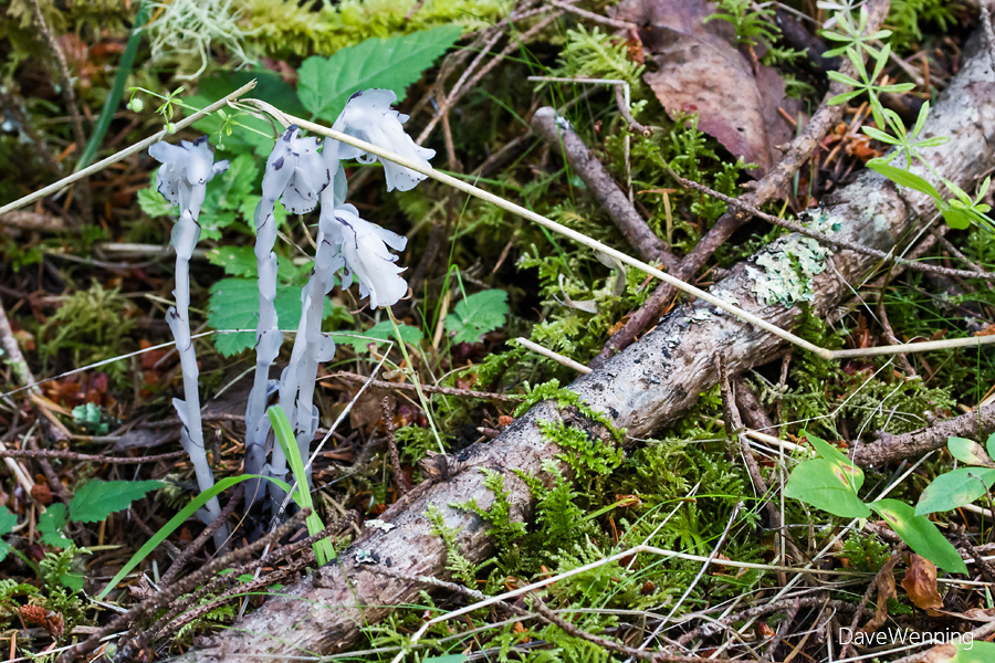 The Ghost Plant Trail