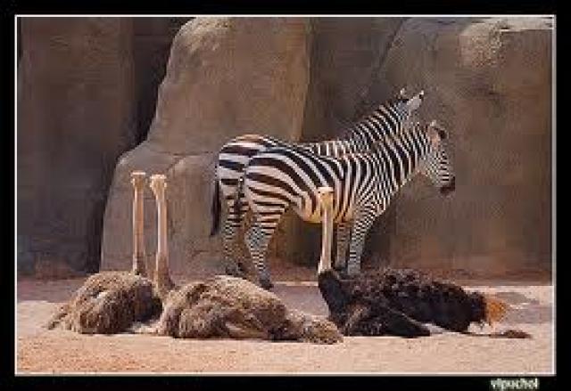 jhonier otaya : Todo Sobre Biologia...: Neutralismo Animal.