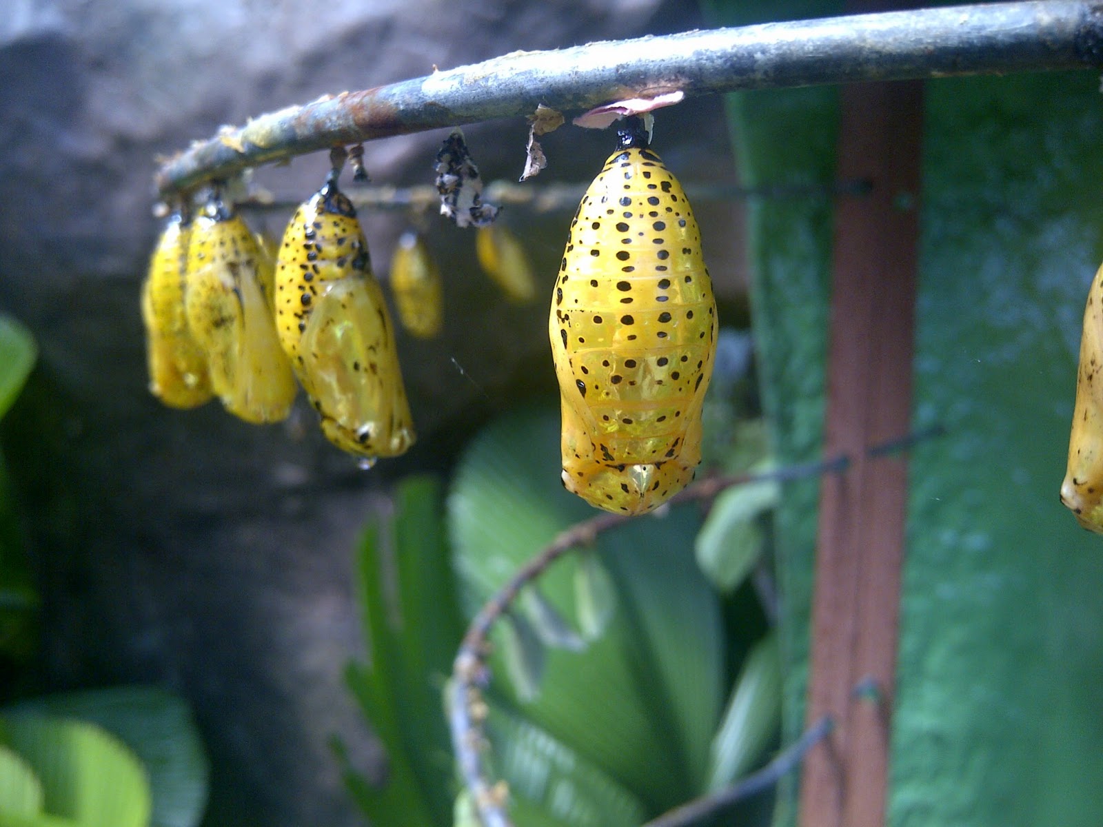 Kitaran hidup sang rama-rama