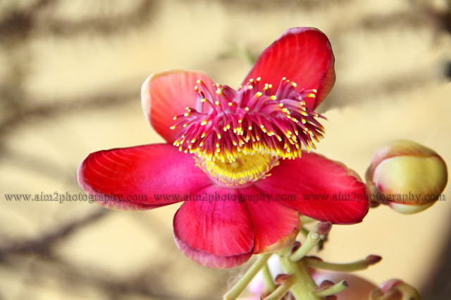Amazing indian naga linga poovu | AIM TO PHOTOGRAPHY