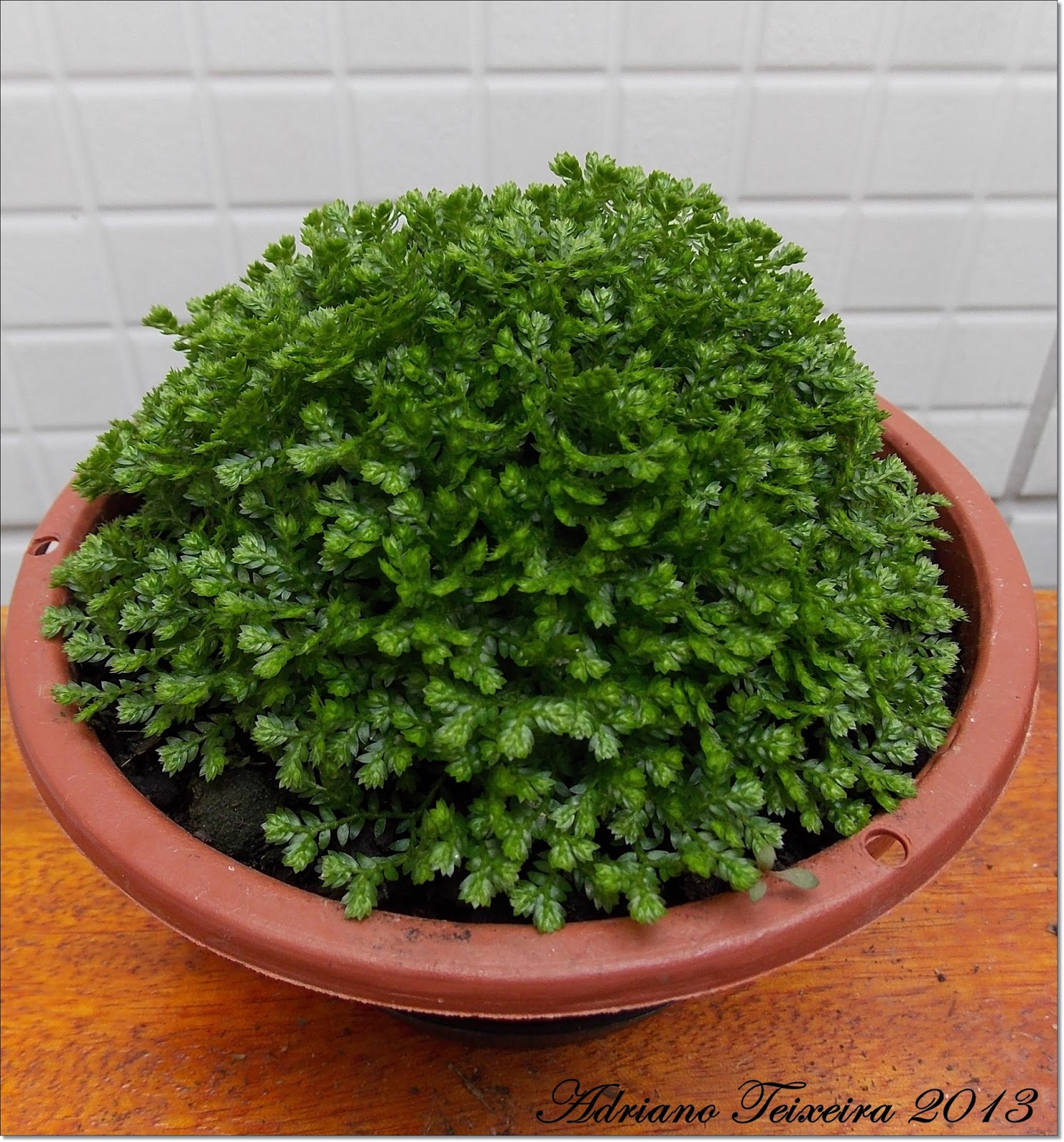 Mundo das Plantas : Musgo Cushion