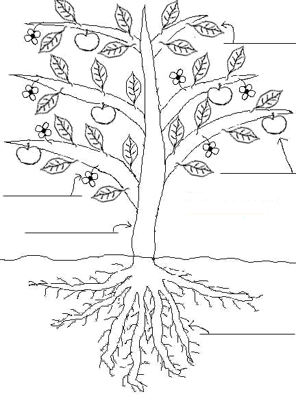 sxolikes...ataxies: ΔΡΑΣΤΗΡΙΟΤΗΤΕΣ ΓΙΑ ΤΑ ΦΥΤΑ