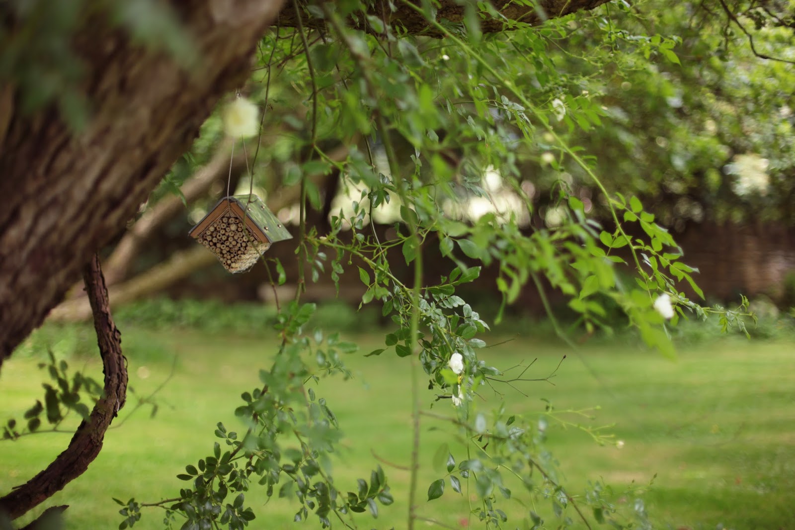 The Bee Bole: Shandy Hall Bee Library