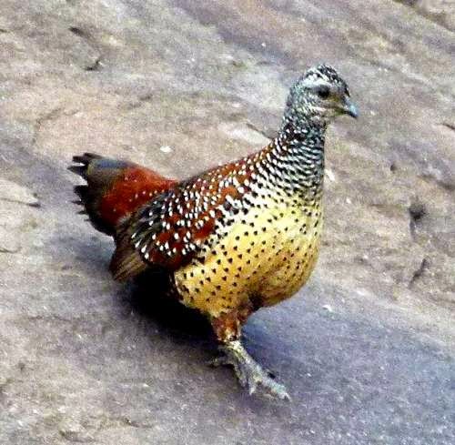 List of Indian Pheasants - Pictures | Birds of India | Bird World