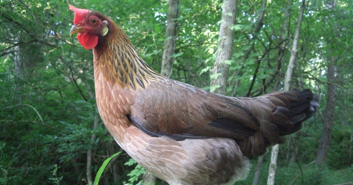 Pam's Backyard Chickens: Harry Potter Chickens