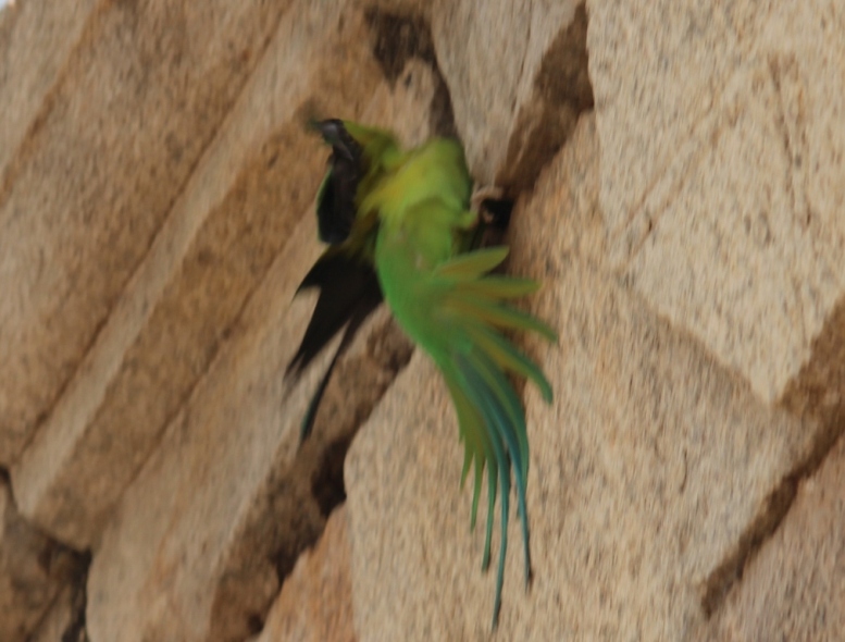 Parakeets of Sri Vaikundam!!! | My Travelogue - Indian Travel Blogger ...
