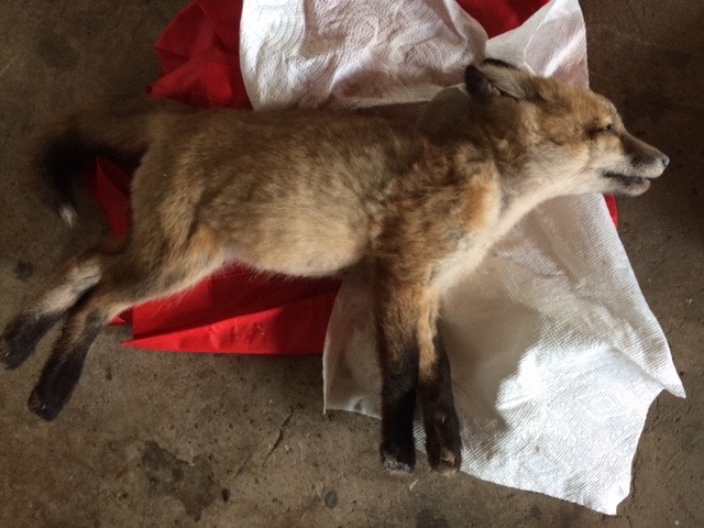 the Plain Professors: Baby Fox Doo Doo Doo Doo Doo Doo -- A Week of ...