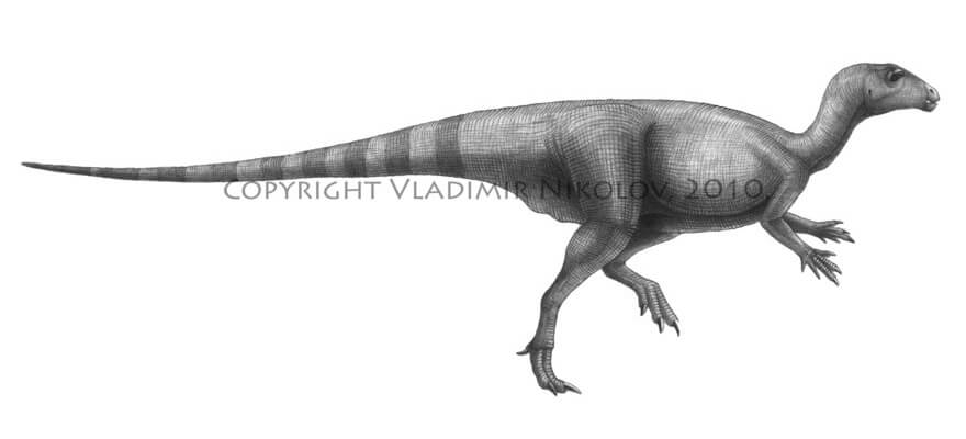 Mundo Pré-Histórico: Hipsilofodonte, o pequeno corredor
