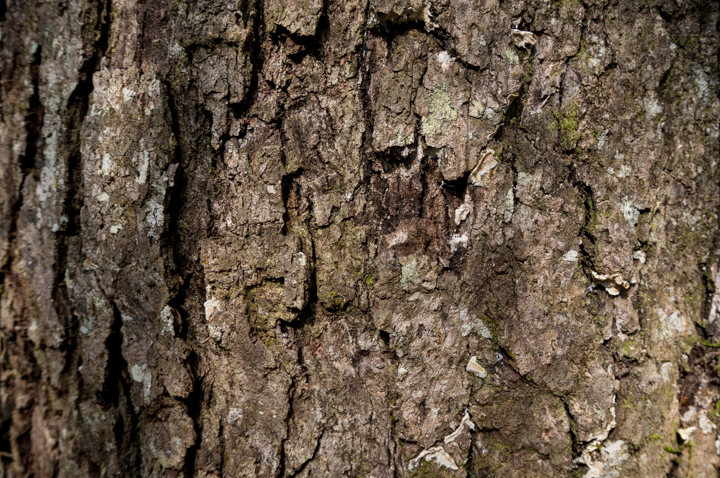 Beautiful Bark | Sciphotos