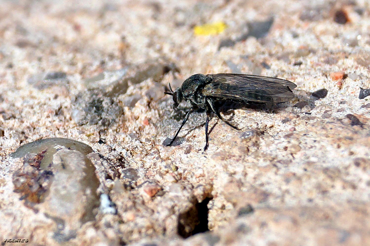 Fauna silvestre de Hormaza: Simulium sp.