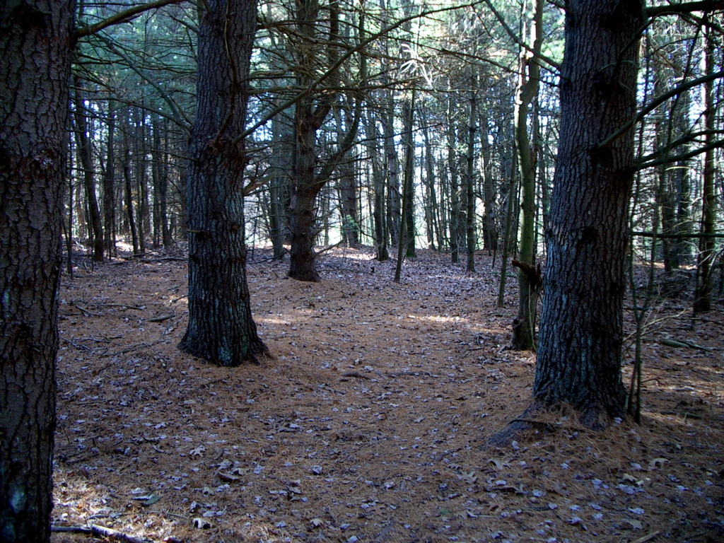 Best Black Forest Path | Okay Wallpaper