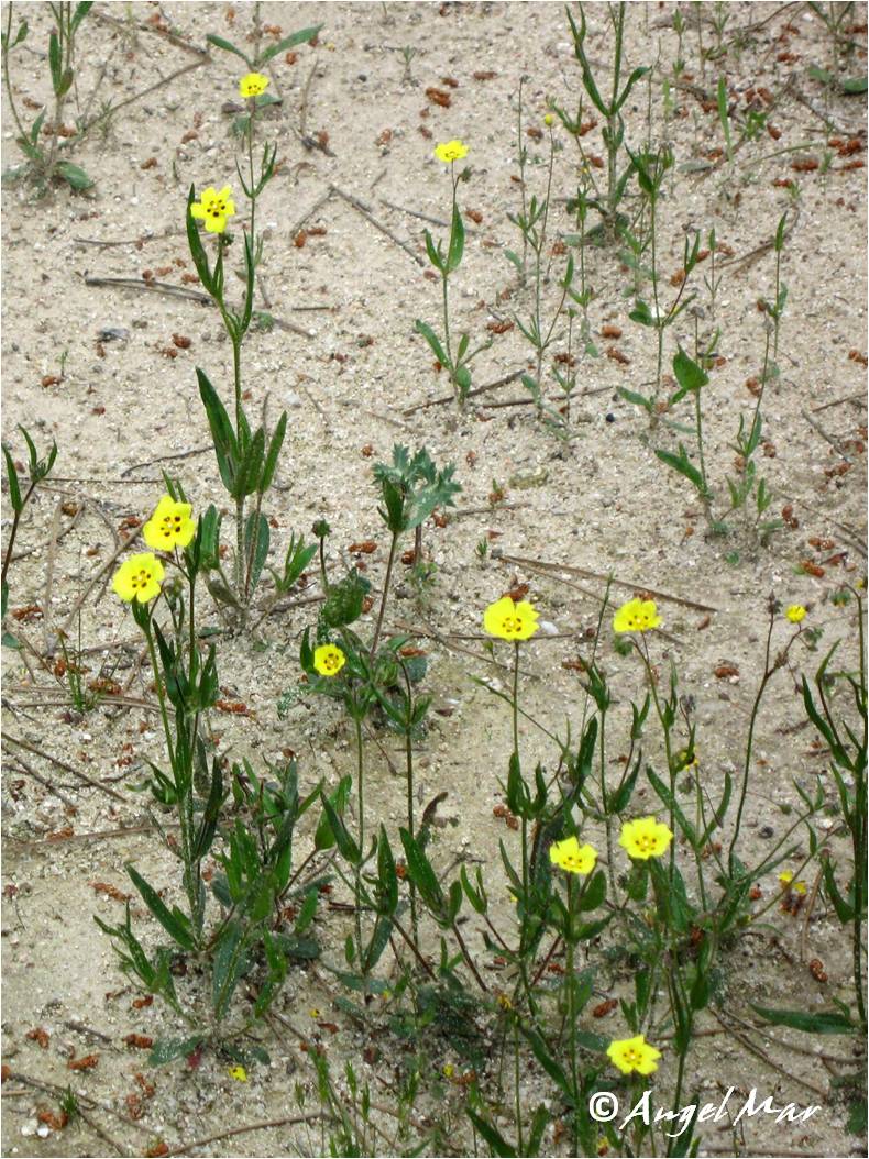 Flores y Bichos ***: Halimium halimifolium