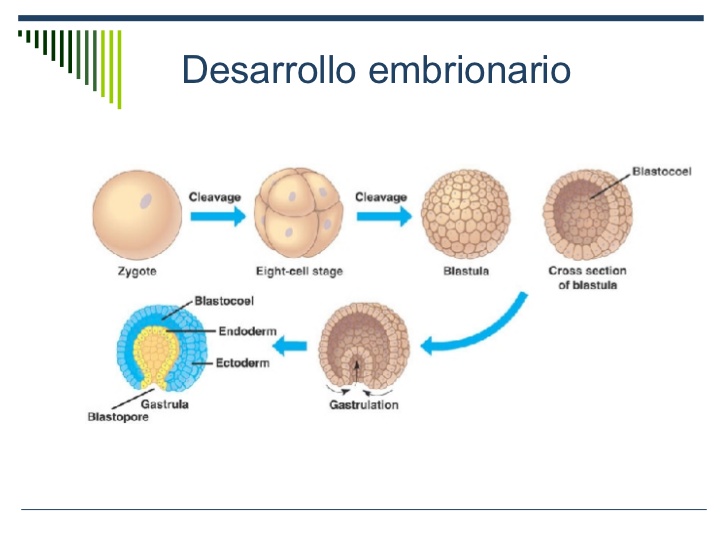 Naturaleza: Desarrollo Embrionario