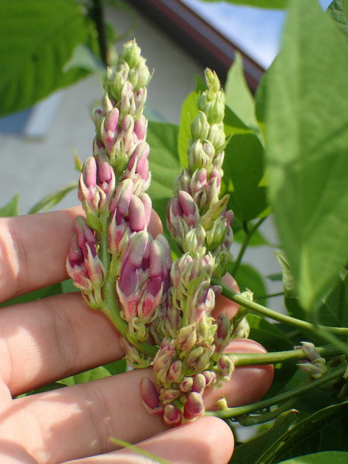 Scirpidiella's Plants: Groundnut species (Apios sp. div.) in flowers