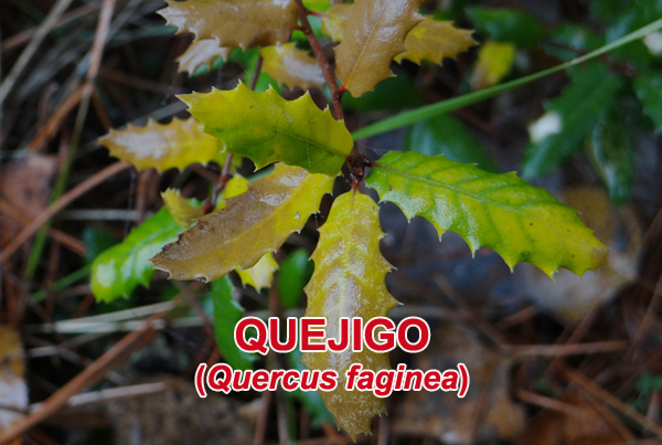 Los de abajo a la izquierda: Encinas, coscojas y quejigos