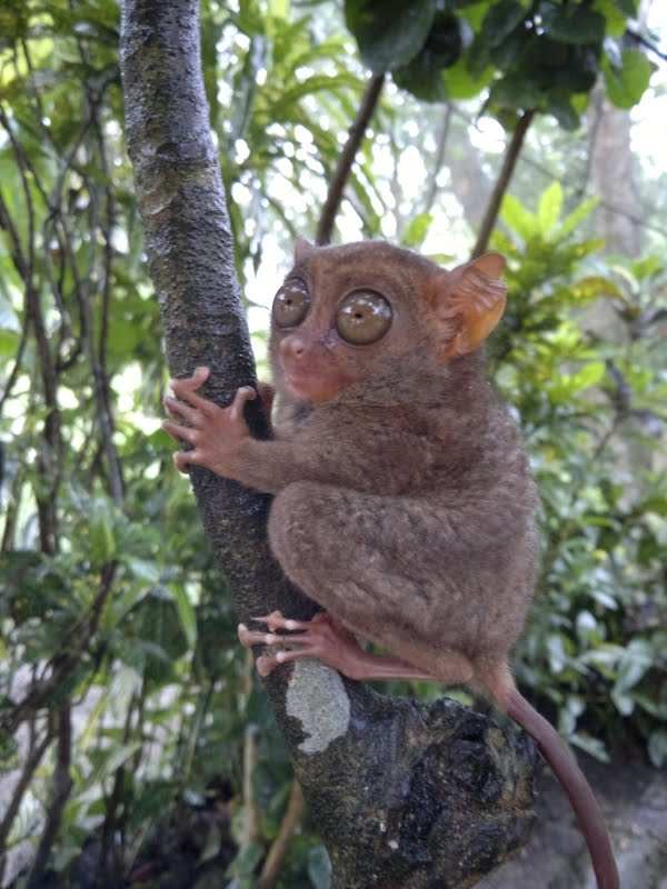 Sagbayan: Sagbayan Peak