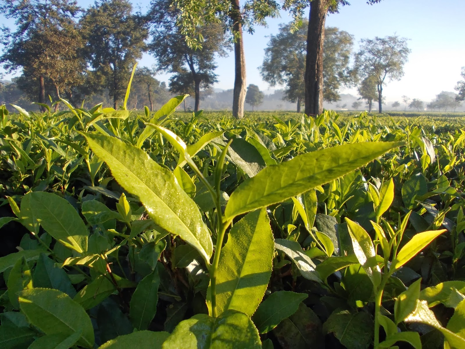 UDAY SAHA: TEE GARDEN : OUTSCRIT OF SILIGURI