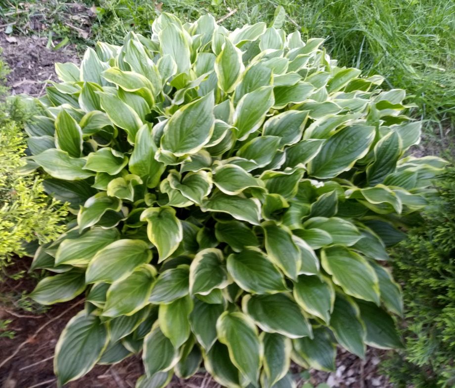 Future Plants by Randy Stewart: Hosta