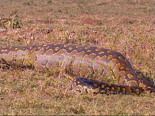 Follow the Piper: AFRICAN ROCK PYTHONS