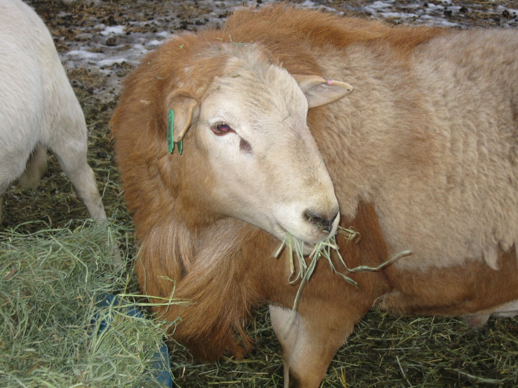 AVERY's KATAHDIN SHEEP: Now Showing......THE MANE ATTRACTION