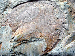 PaleoStories: Galeaspida e l'isolamento geografico