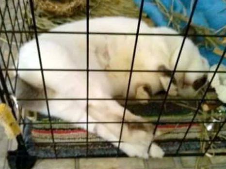 Rabbit Ramblings: Flopapalooza -- The DBF, or Dead Bunny Flop