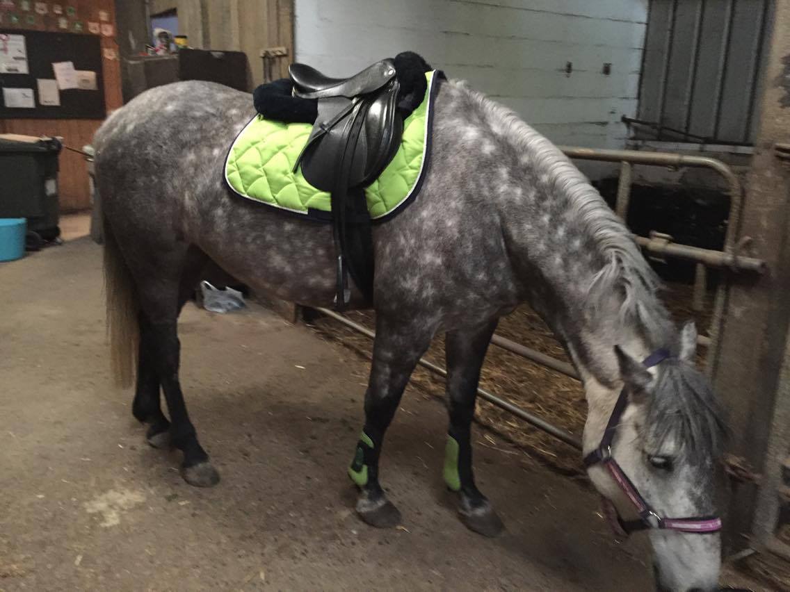 Poney Club "le pré vert" Mastaing