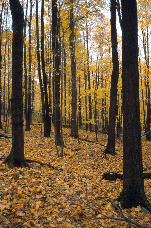 Central Pennsylvania Forestry: May 2011