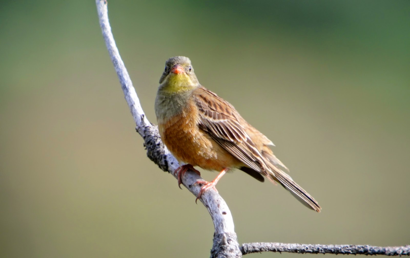 Aves y Fotografía de Naturaleza: Escribano Hortelano, Emberiza ...