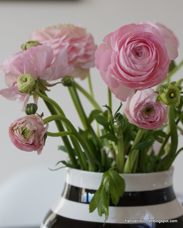 Fra frø til blomst: Ranunkler