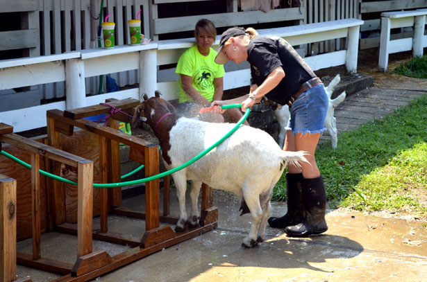 The Livestock Insight: Livestock Prep 101