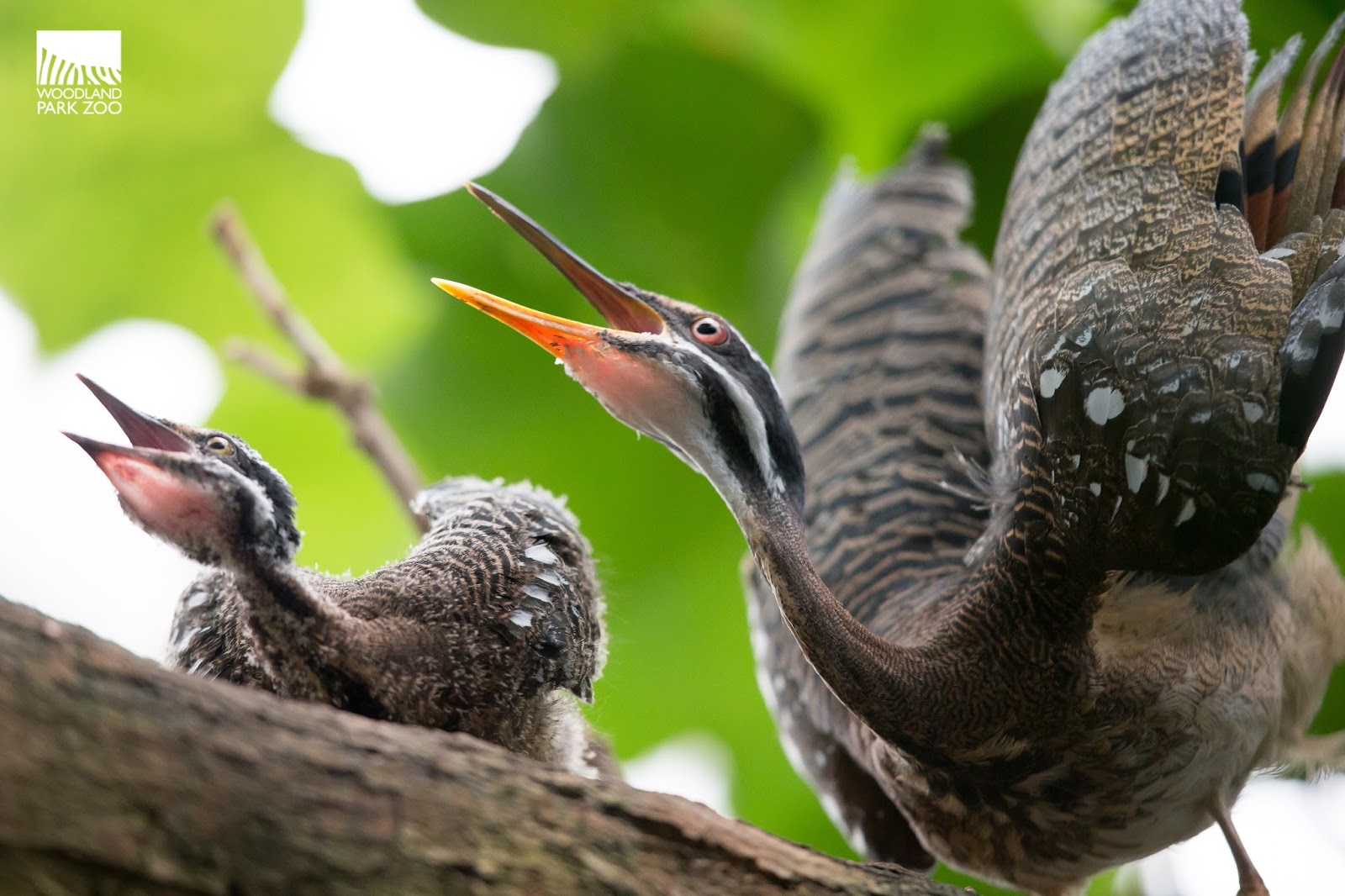 Sunbittern chick makes fluffy debut