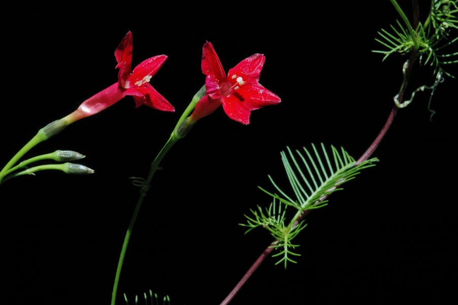 Flores Rojas, parte 3 - IMÁGENES PARA WHATSAPP ® y Fotos para perfiles