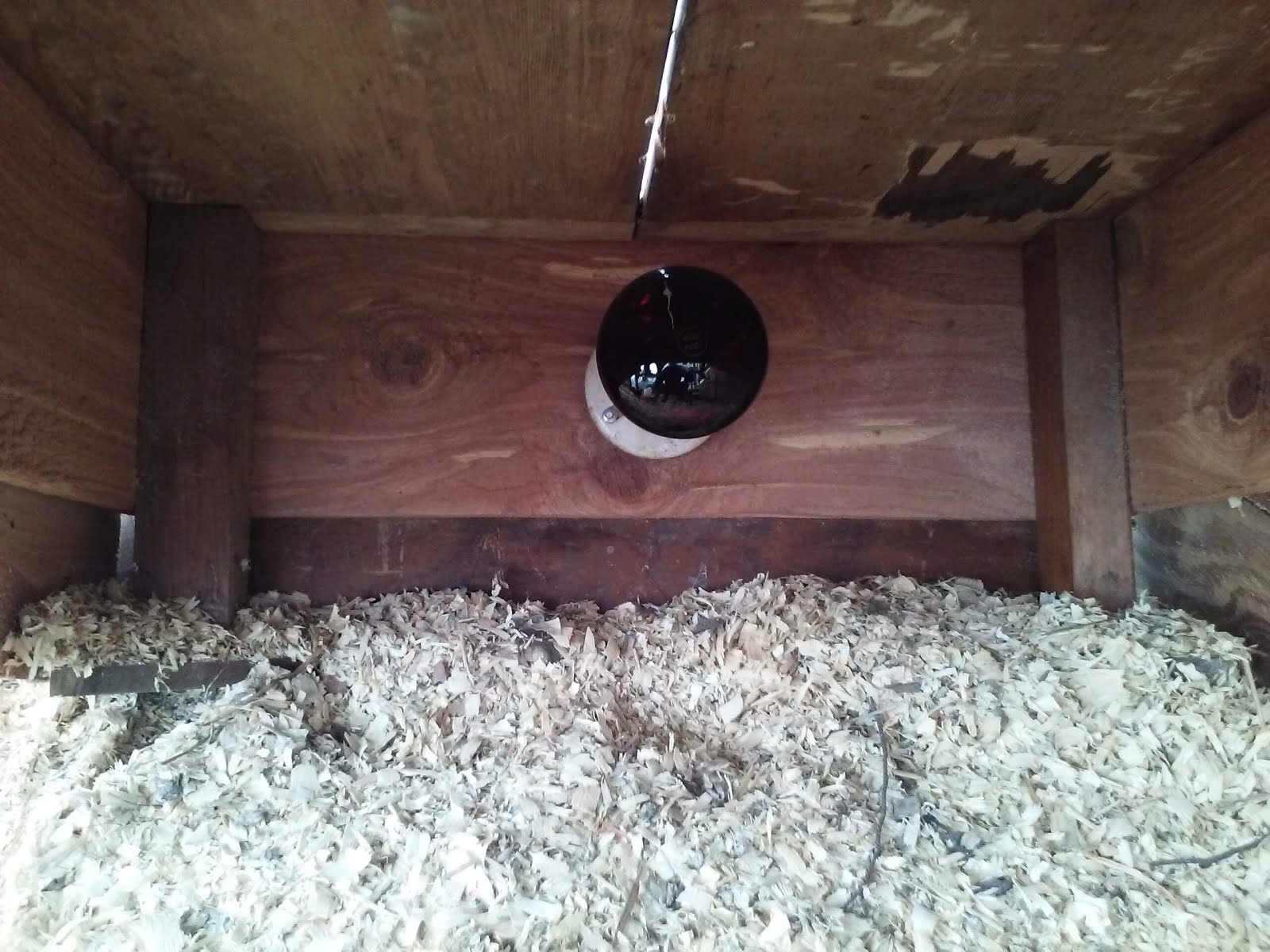 Building A Ohio Brooder For Chicks