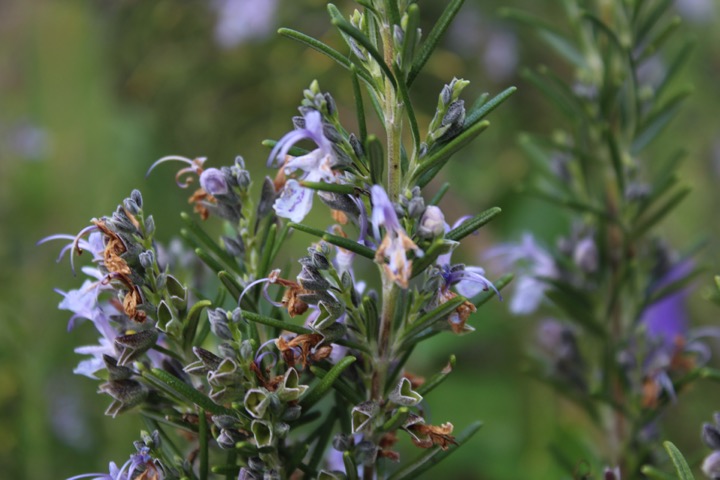 El romero: la reliquia de los hñähñus