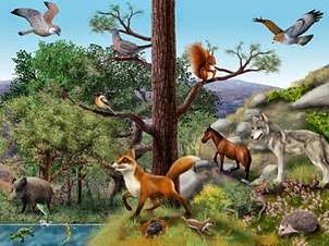 Biología General: POBLACIONES