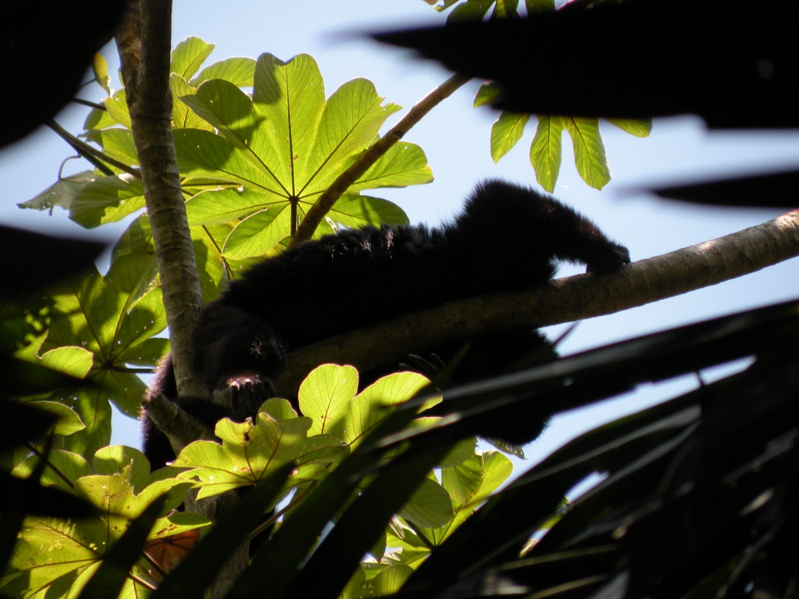 Dreamer Farm Belize: Monkey river trip