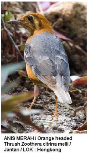 Anis Merah | TENTANG BURUNG