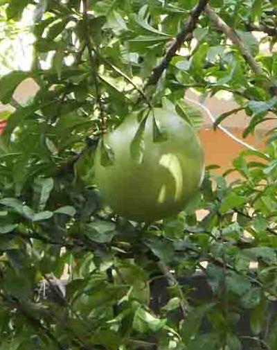 Web Feeds: The Miracle Fruit in the Philippines