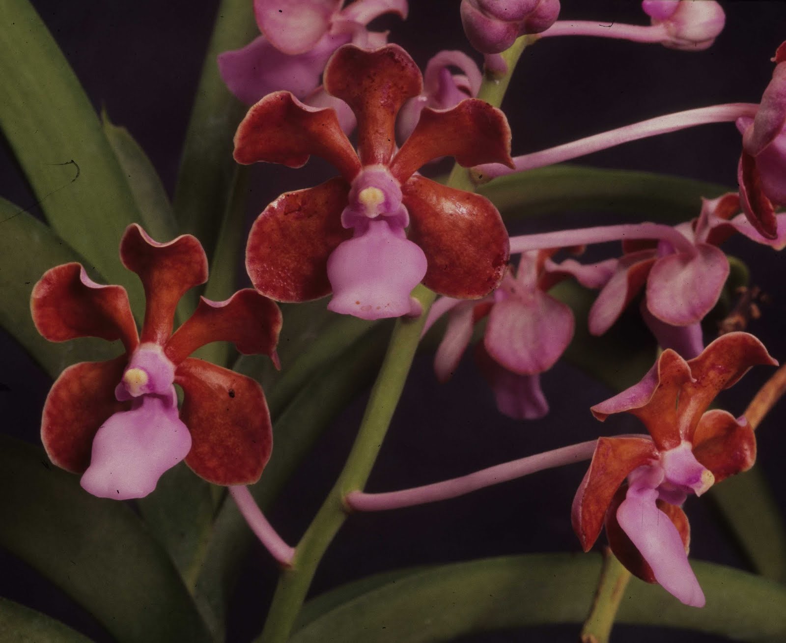 Species New to Science: [Botany • 2013] Vanda perplexa • A New Species ...