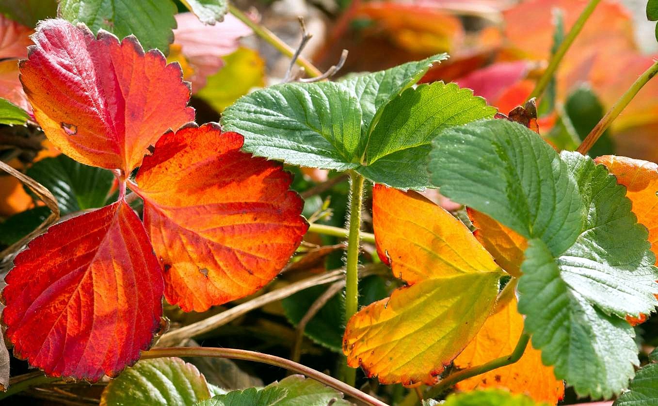 Photo Potpourri: Autumn colors encore in my backyard