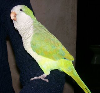 Un chico realmente ESPECIAL: ANMALES DE MI TIERRA L