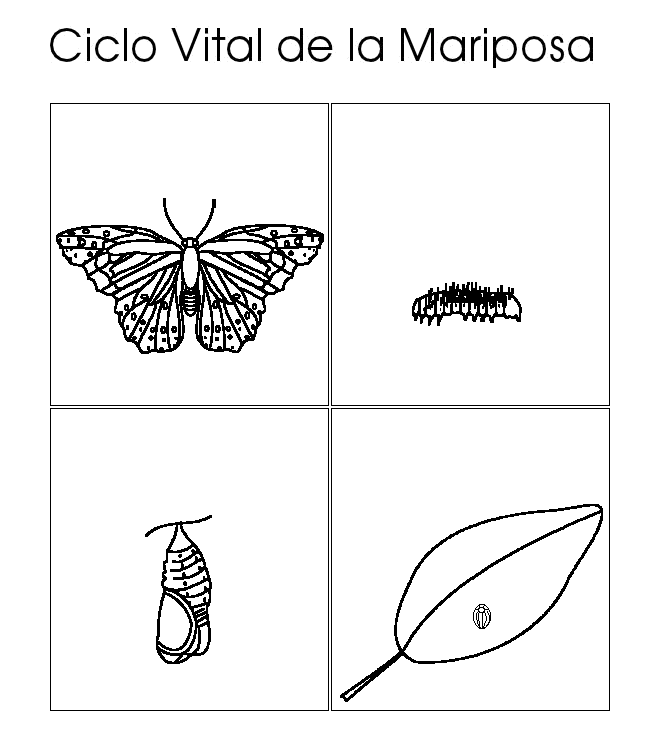 Dibujos Para Colorear Del Ciclo De Vida De Las Mariposas