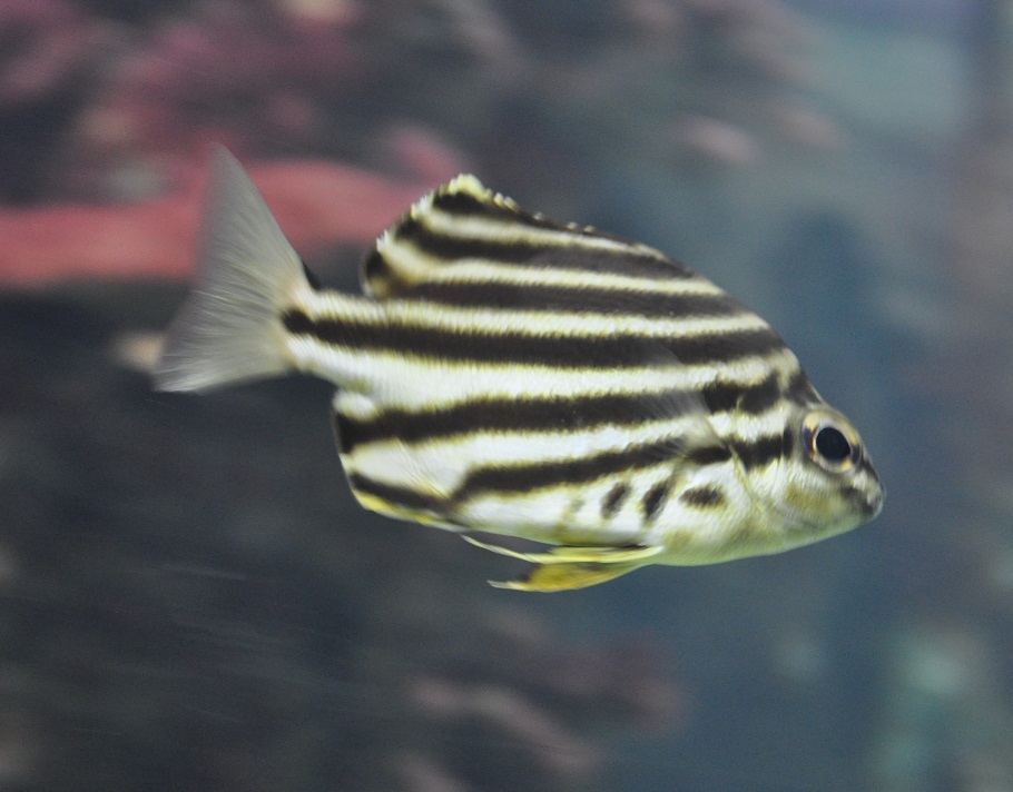 ZOOTOGRAFIANDO (6.100 ANIMALS): PEZ MARIPOSA RAYADO AUSTRALIANO ...